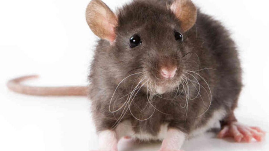 Guide to Ratting & Hunting